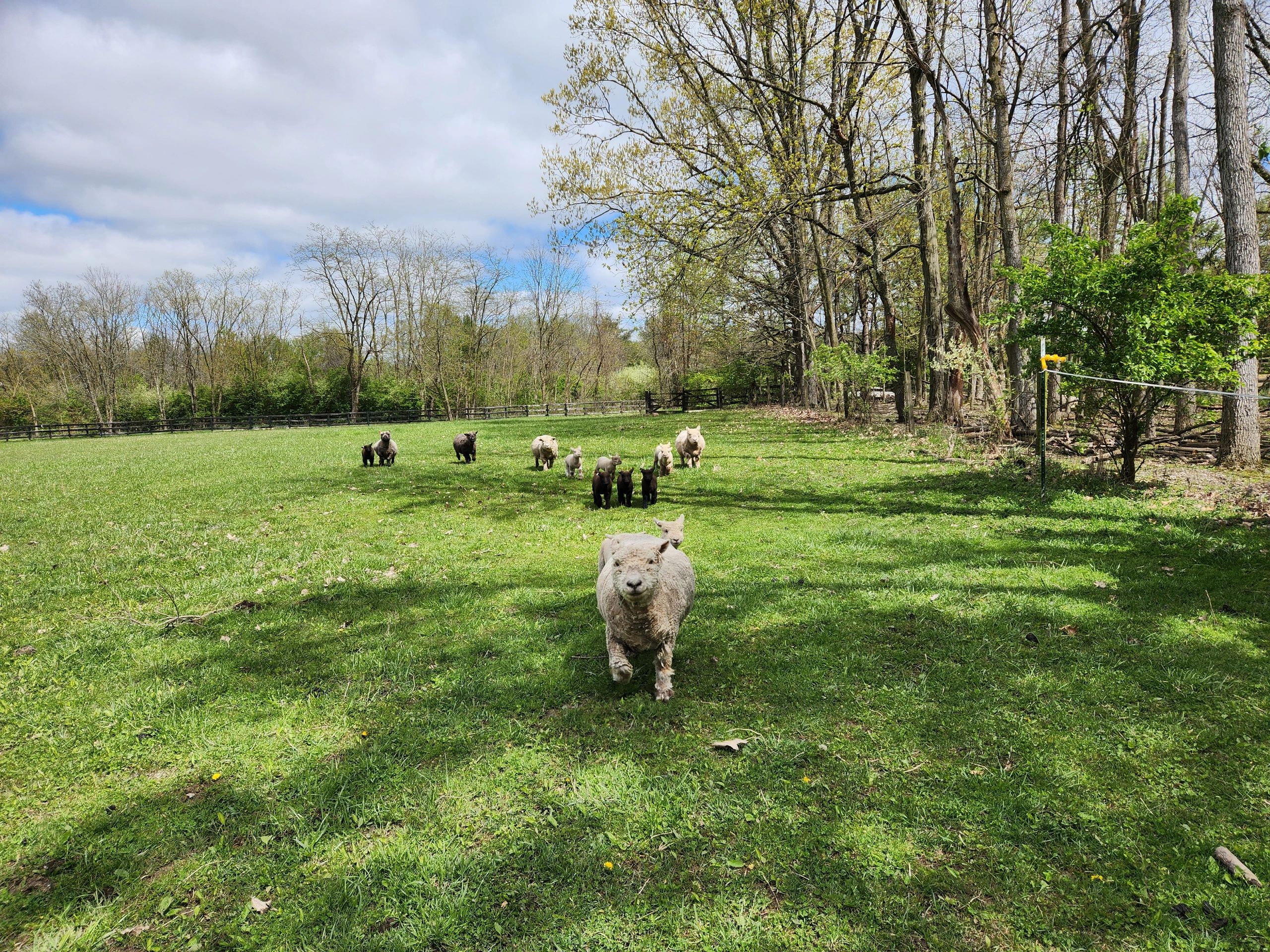 Southdown Sheep, Sheep - Morning Mercies Farm - Indianapolis, Indiana
